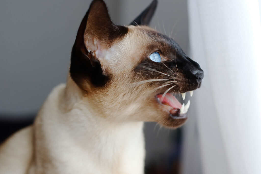 15 Surprisingly Aggressive Cat Breeds To Be Careful Around