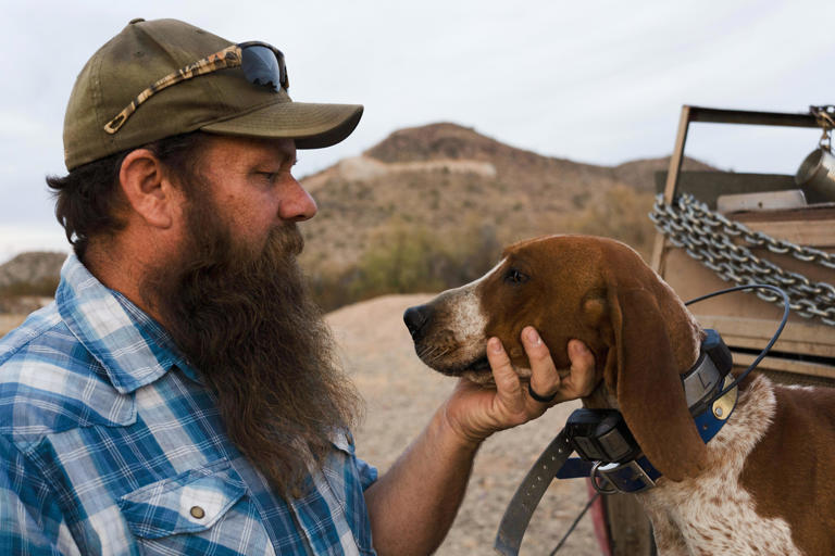 Hunting mountain lions with dogs will remain legal in Arizona after ...