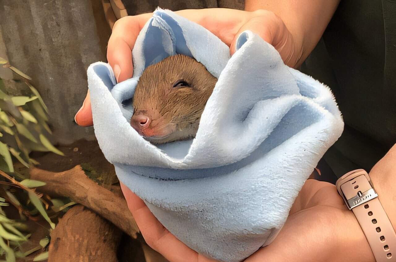 Can predator presence help native species survive?