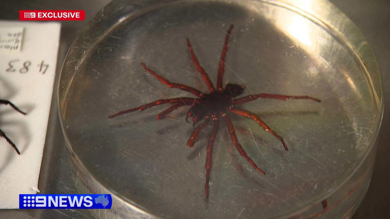 'The Big Boy': New super-sized funnel web species discovered