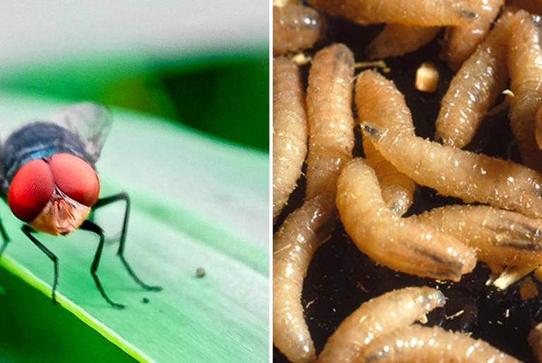 Mexican cattle banned from Texas due to screwworm threat