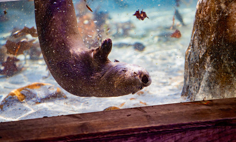 WNC Nature Center in Asheville will reopen in March with new route into ...