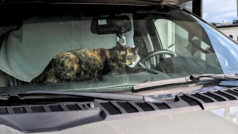 15 cat travel safety tips that are rarely talked about but matter more ...