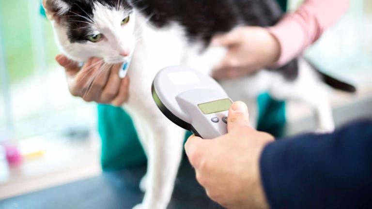 15 cat travel safety tips that are rarely talked about but matter more ...