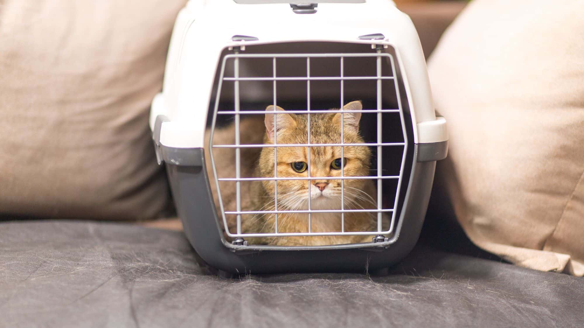 15 cat travel safety tips that are rarely talked about but matter more ...