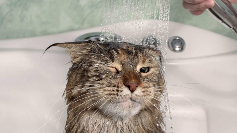 15 cat travel safety tips that are rarely talked about but matter more ...