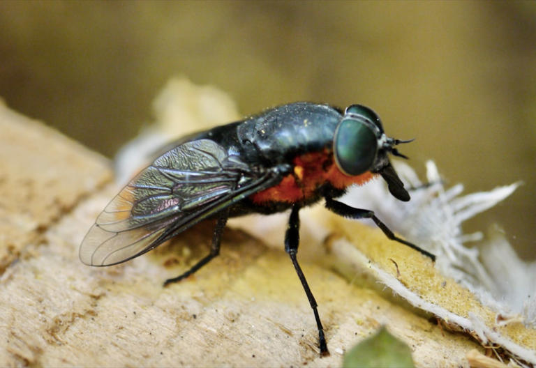 Temporada de coliguachos: por qué aparecen en verano y cómo evitarlos