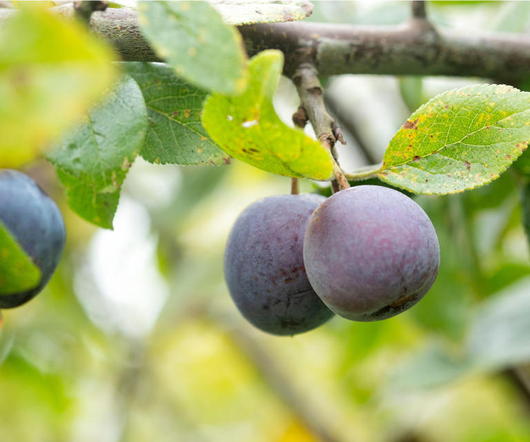 How to get a damson tree to fruit – 3 expert tips for growing this tart ...