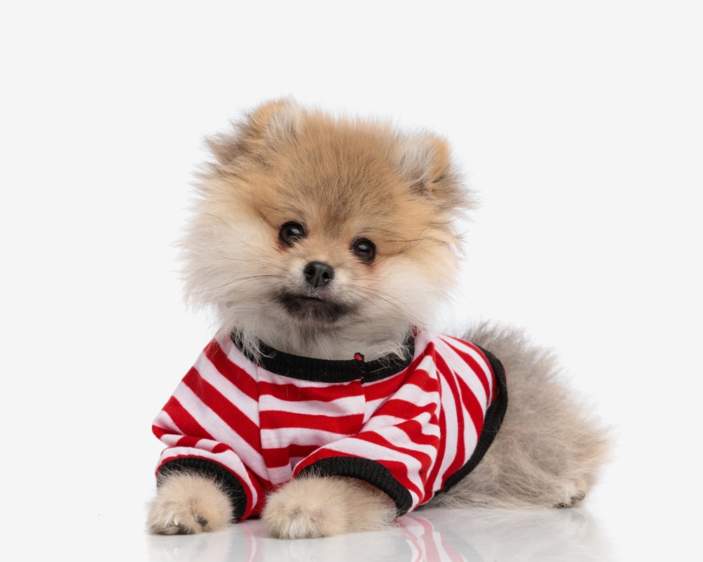 10 of The Coolest Pets on the Internet—And How They Got So Famous