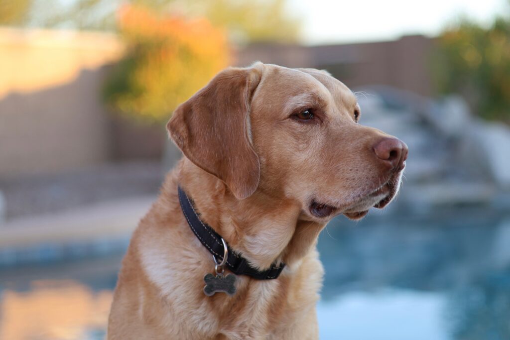 13 Dog Breeds So Loyal They’ll Never Leave Your Side