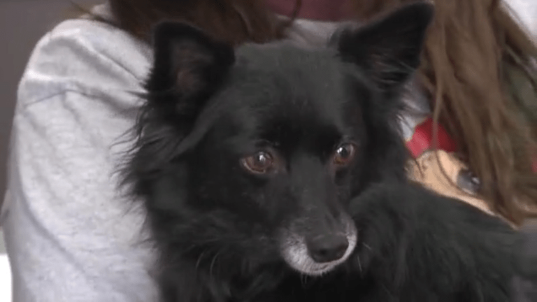 Dog lover surprises KC PAWS animal shelter