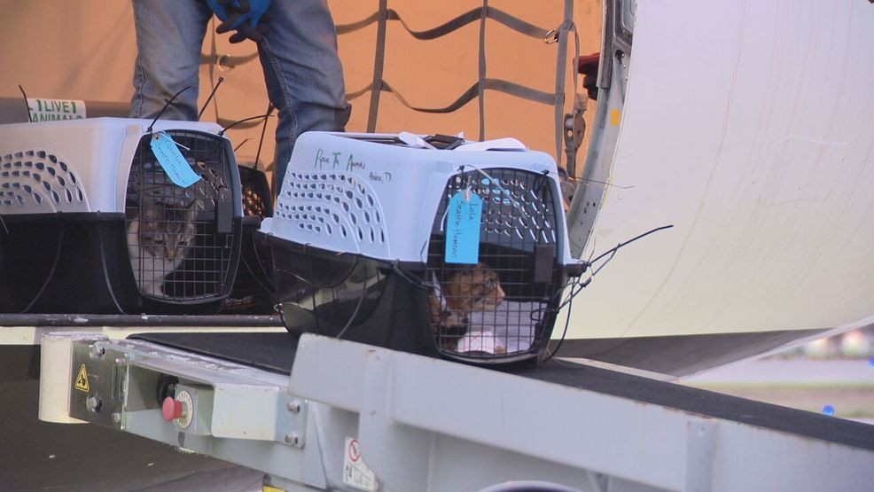Rescue flight moves 60+ animals from LA shelters to Seattle to help ...