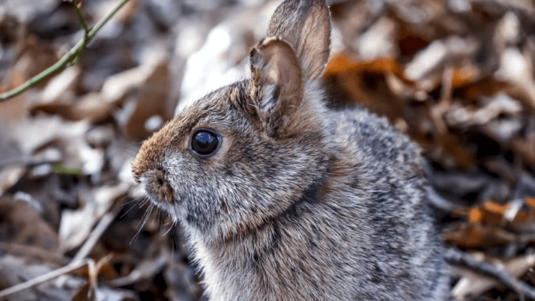 Seven parcels of land in Blandford acquired to protect wildlife