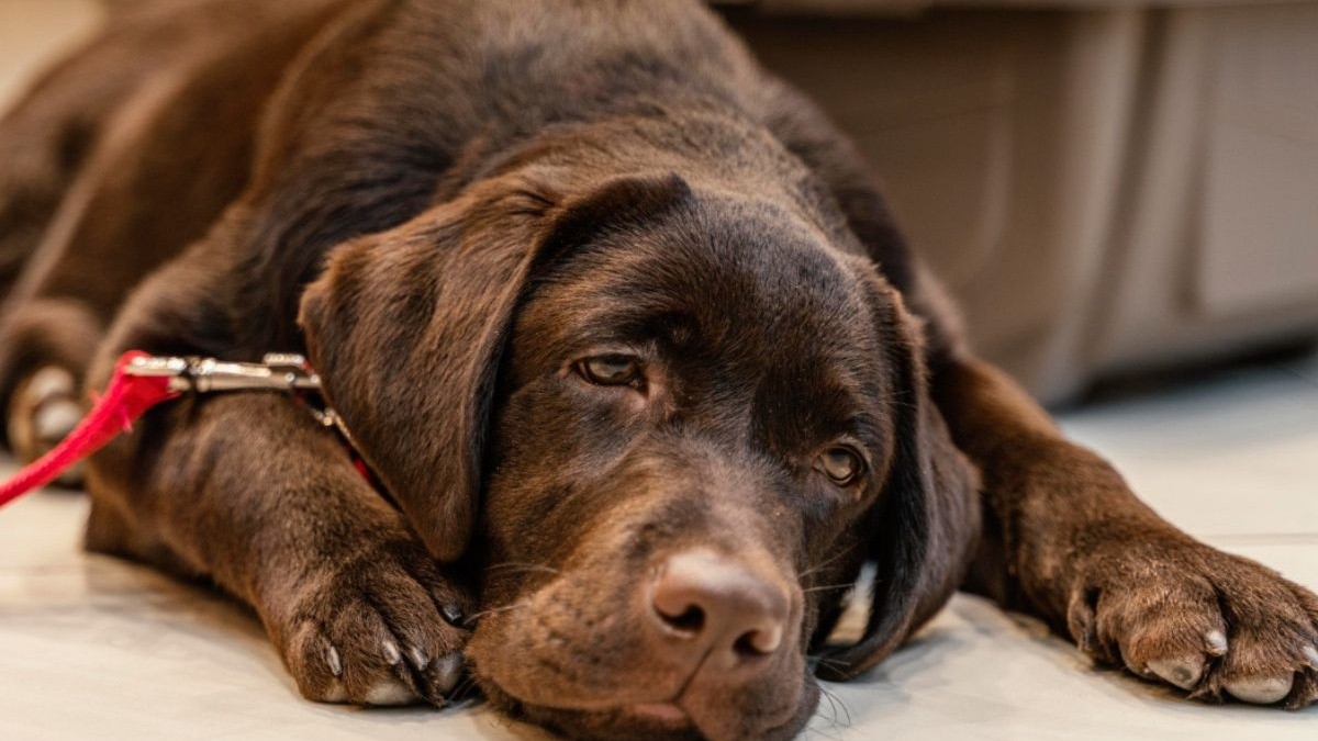 How to Keep Your Dog Healthy During Cold Weather