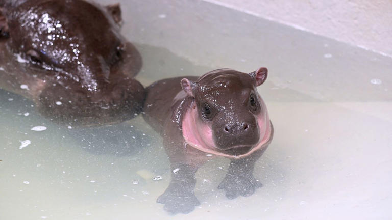 Richmond's viral pygmy hippo now has a "Poppy Cam" livestream