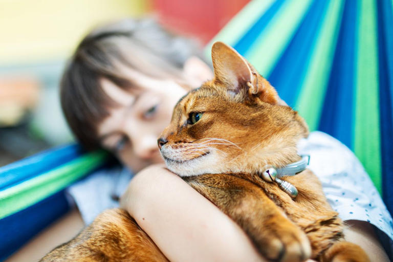 12 of the cutest kid-friendly cat breeds you'll want to adopt today
