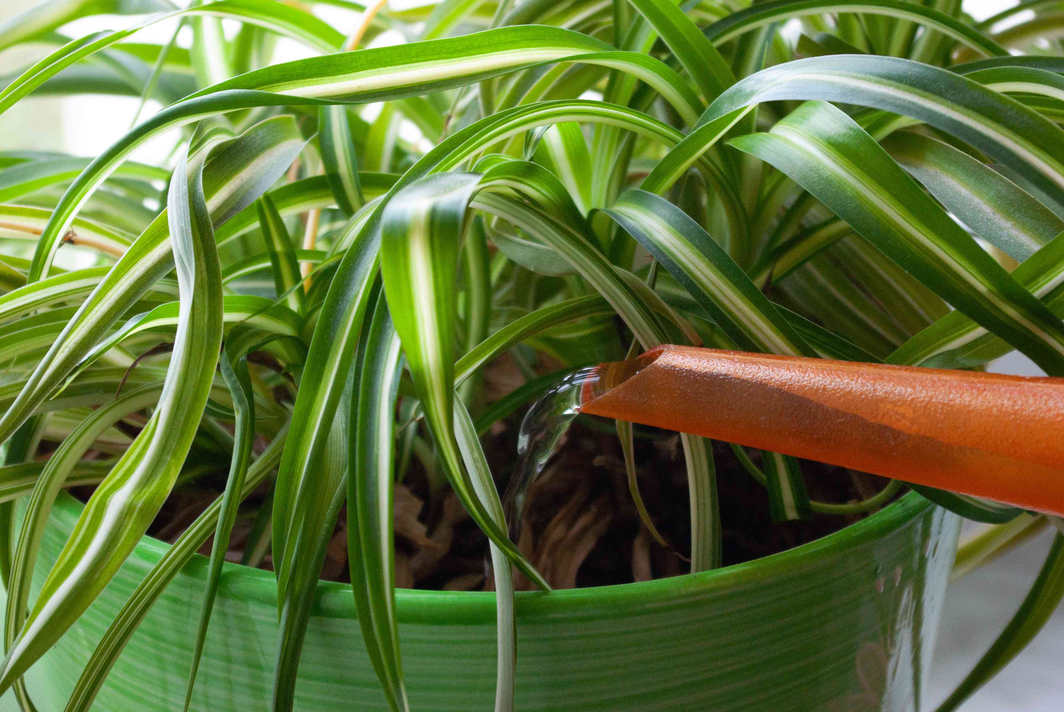 How often should you water a spider plant? These 5 tips make it easy