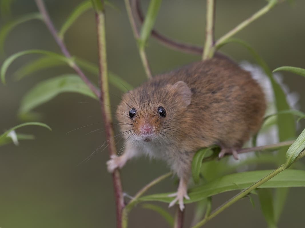 County's First 2025 Case Of Hantavirus Found In Mouse