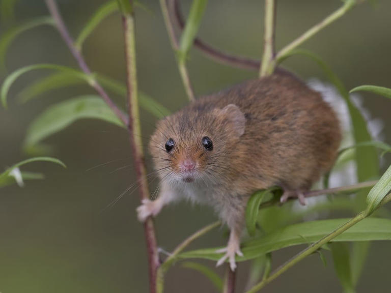 County's First 2025 Case Of Hantavirus Found In Mouse