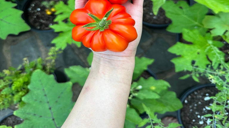 13 Types Of Tomatoes You'll Wish You Tried Sooner