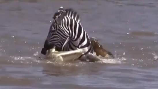 Zebra escapes death by biting crocodile's mouth in jaw-dropping video ...