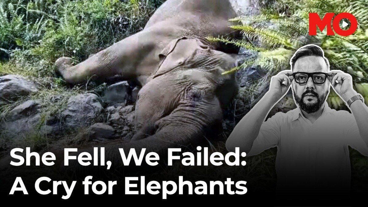 The tragic fall of a giant: Why India's elephants are disappearing