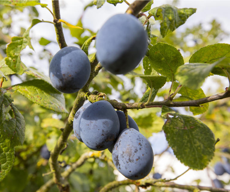 How to get a damson tree to fruit – 3 expert tips for growing this tart, purple crop
