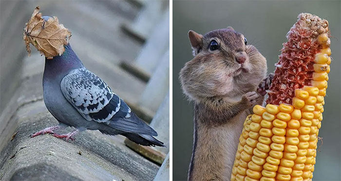 47 Of The Most Incredible Shots That Were Submitted To The Comedy ...