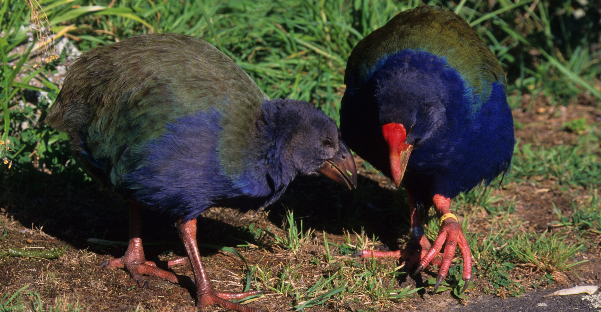 Lost animal species that returned from extinction