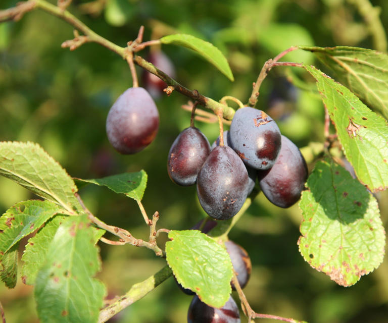How to get a damson tree to fruit – 3 expert tips for growing this tart ...