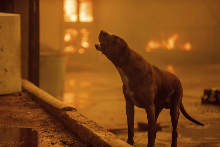 How To Protect Your Pets From California Wildfires, According to a Vet