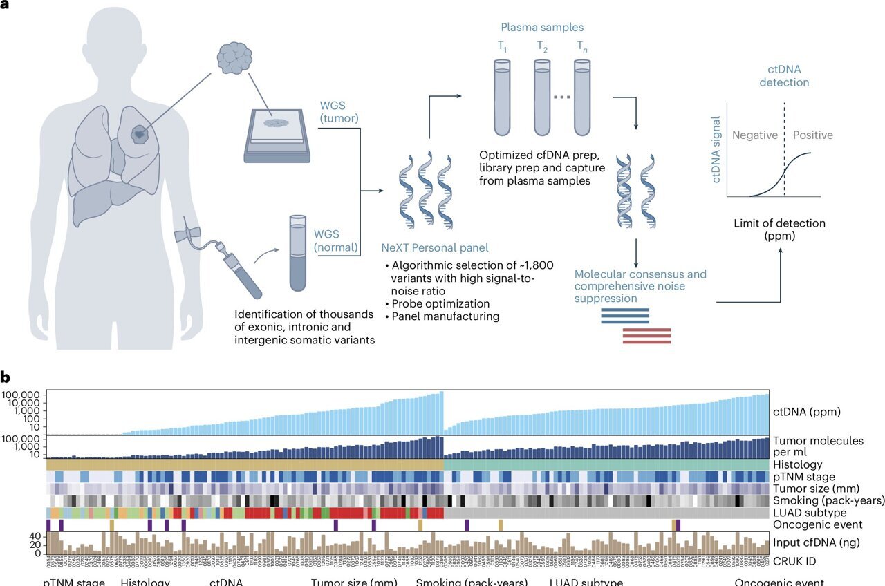 Ultrasensitive blood test that uses tumor DNA can predict lung cancer ...