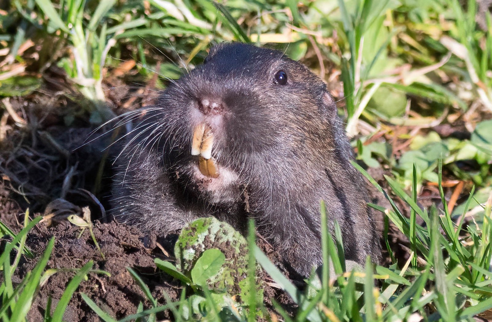 Stop Gophers Dead in Their Tracks Before They Ruin Everything