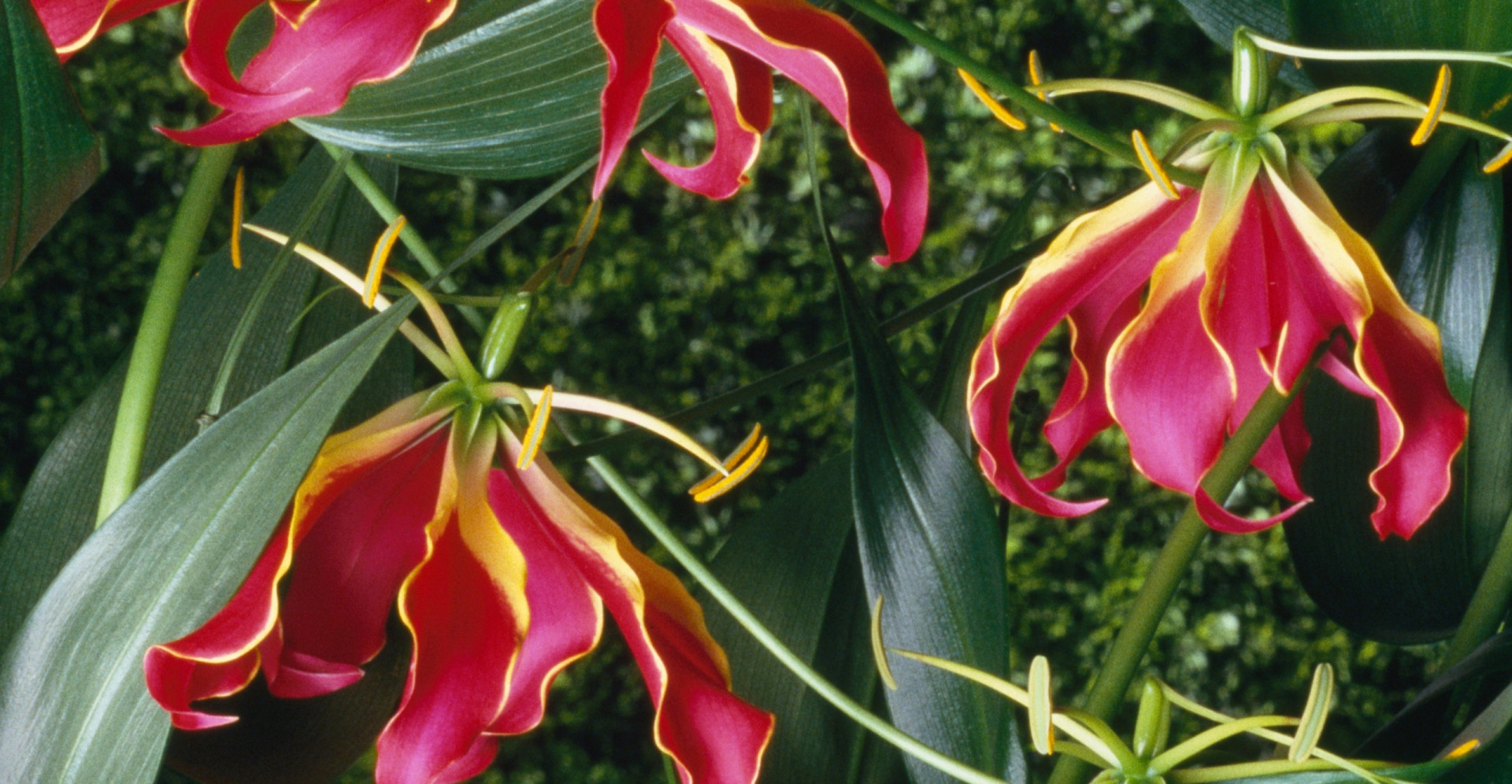 The rarest blooming flowers on Earth