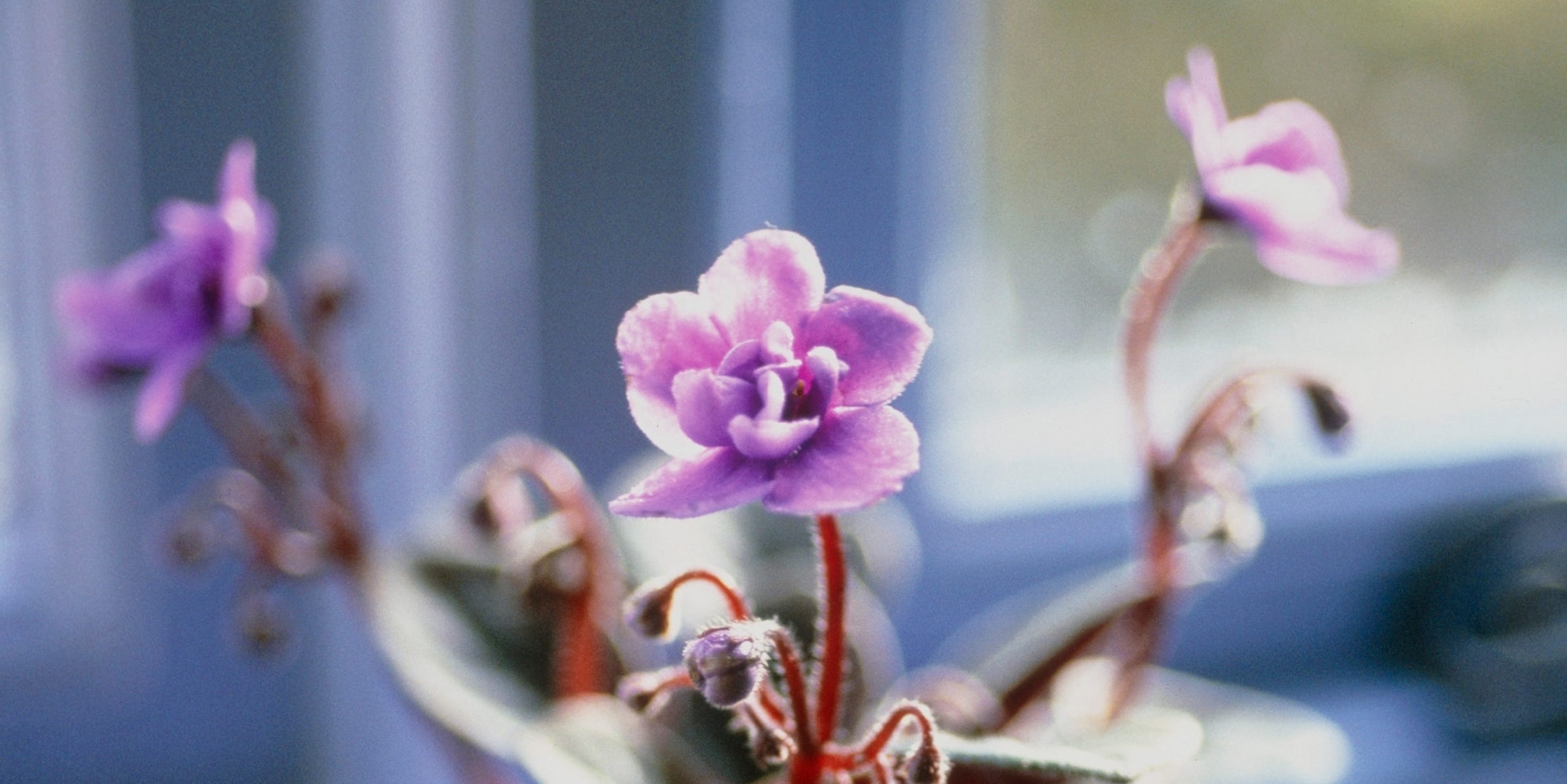 How to Keep Your African Violet Plant Alive, According to Plant People