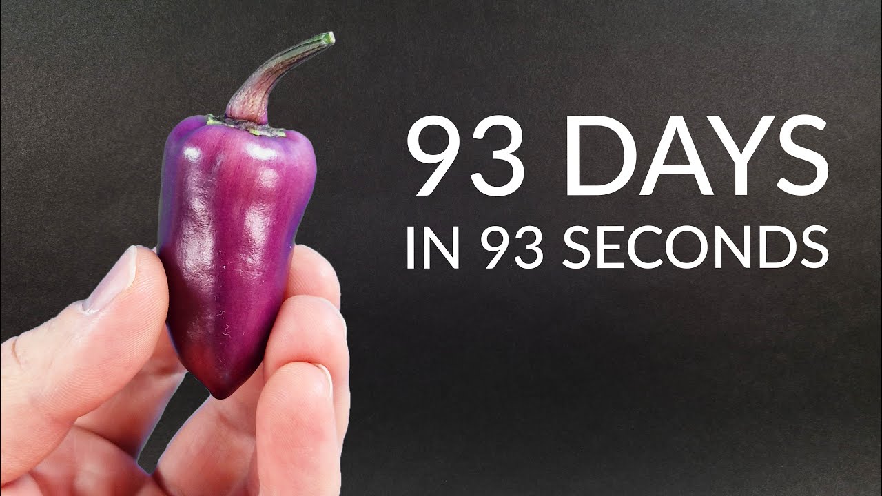 PURPLE BELL PEPPER Time-lapse