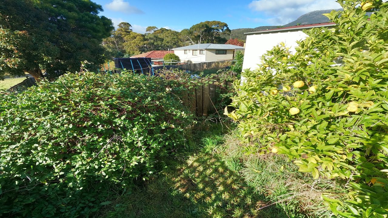 This Garden Shed was Being Smothered by a Lemon Tree | Overgrown Yard ...