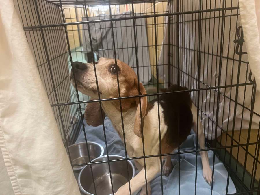 29 dogs seized in North Memphis after year of warnings from MAS