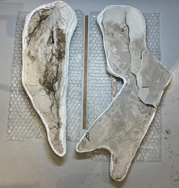 CT scans used to get closer look at rare Kansas fossils