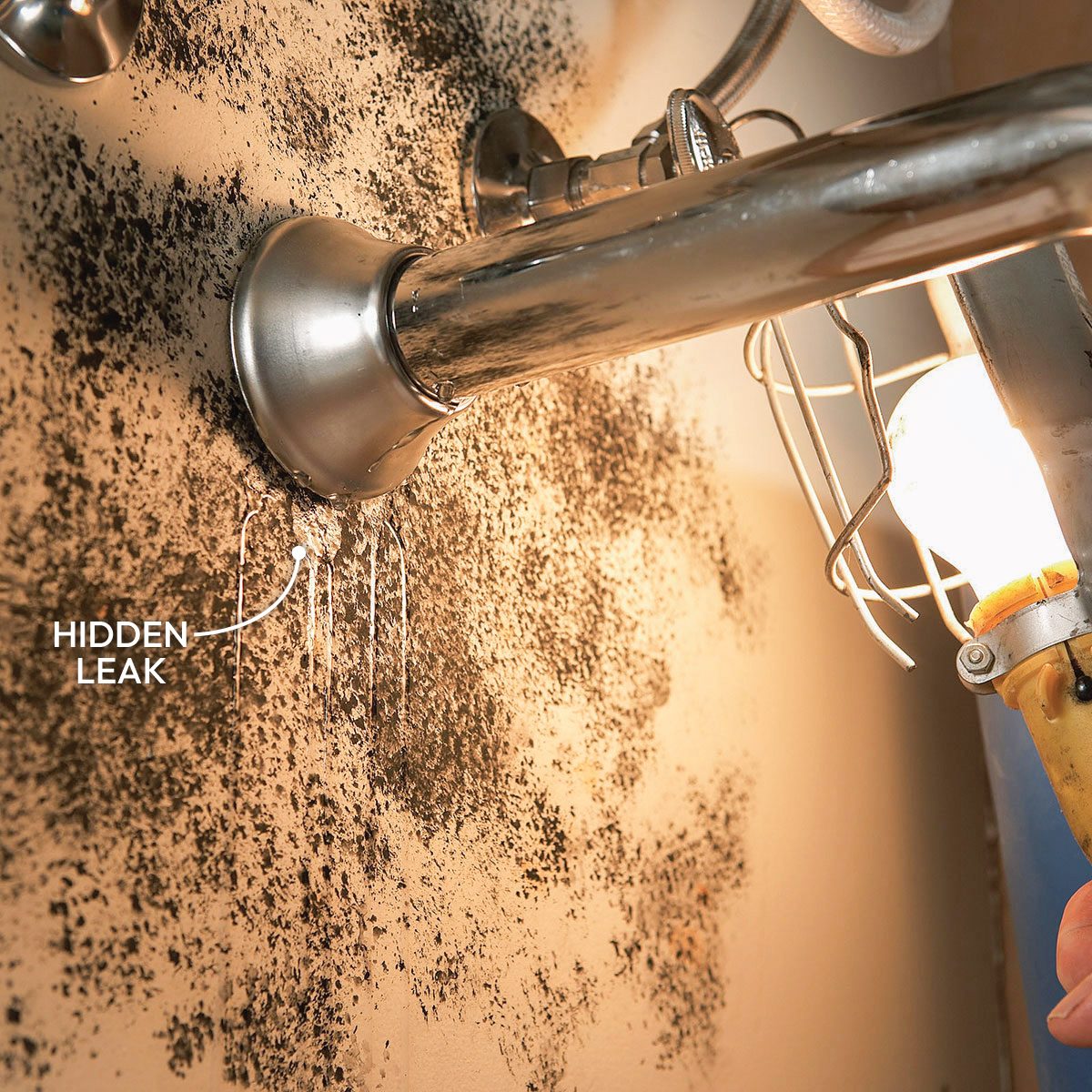 13 Tips to Help Identify and Prevent a Mold Problem in Your House