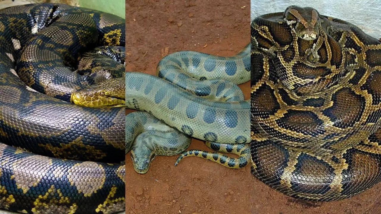 Discover the largest snakes that can swallow humans including Python ...