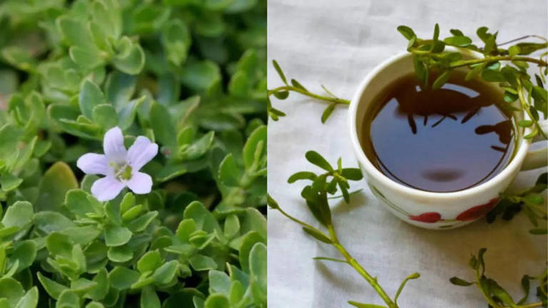 THIS Ancient Indian Ayurvedic Herb Helps Improve Memory And Brain Health