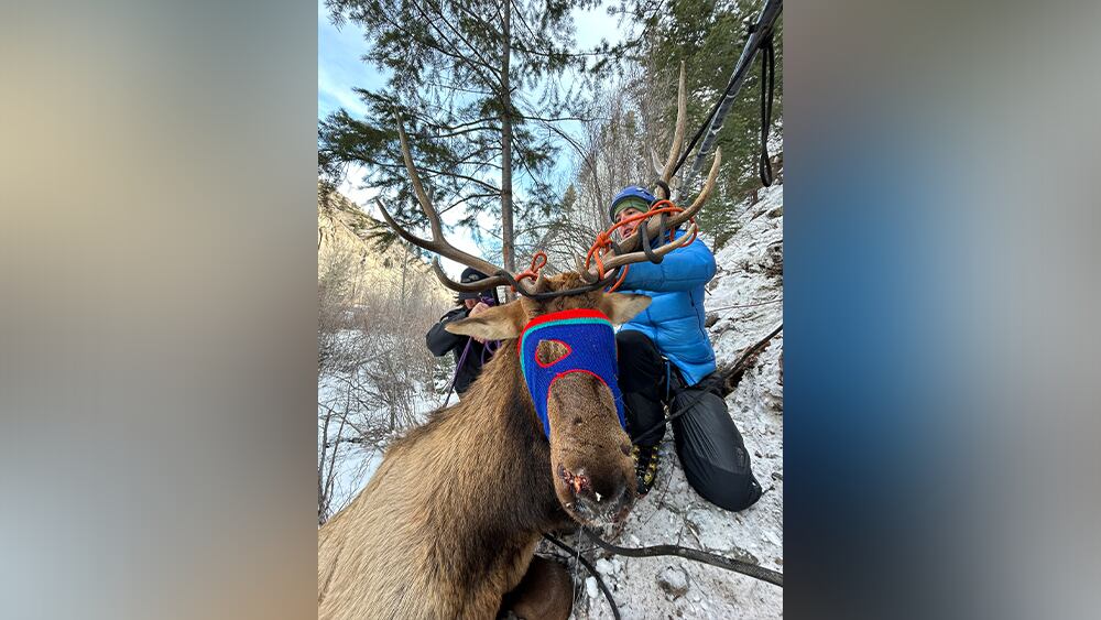 Elk rescued after being tangled in rope along climbing wall