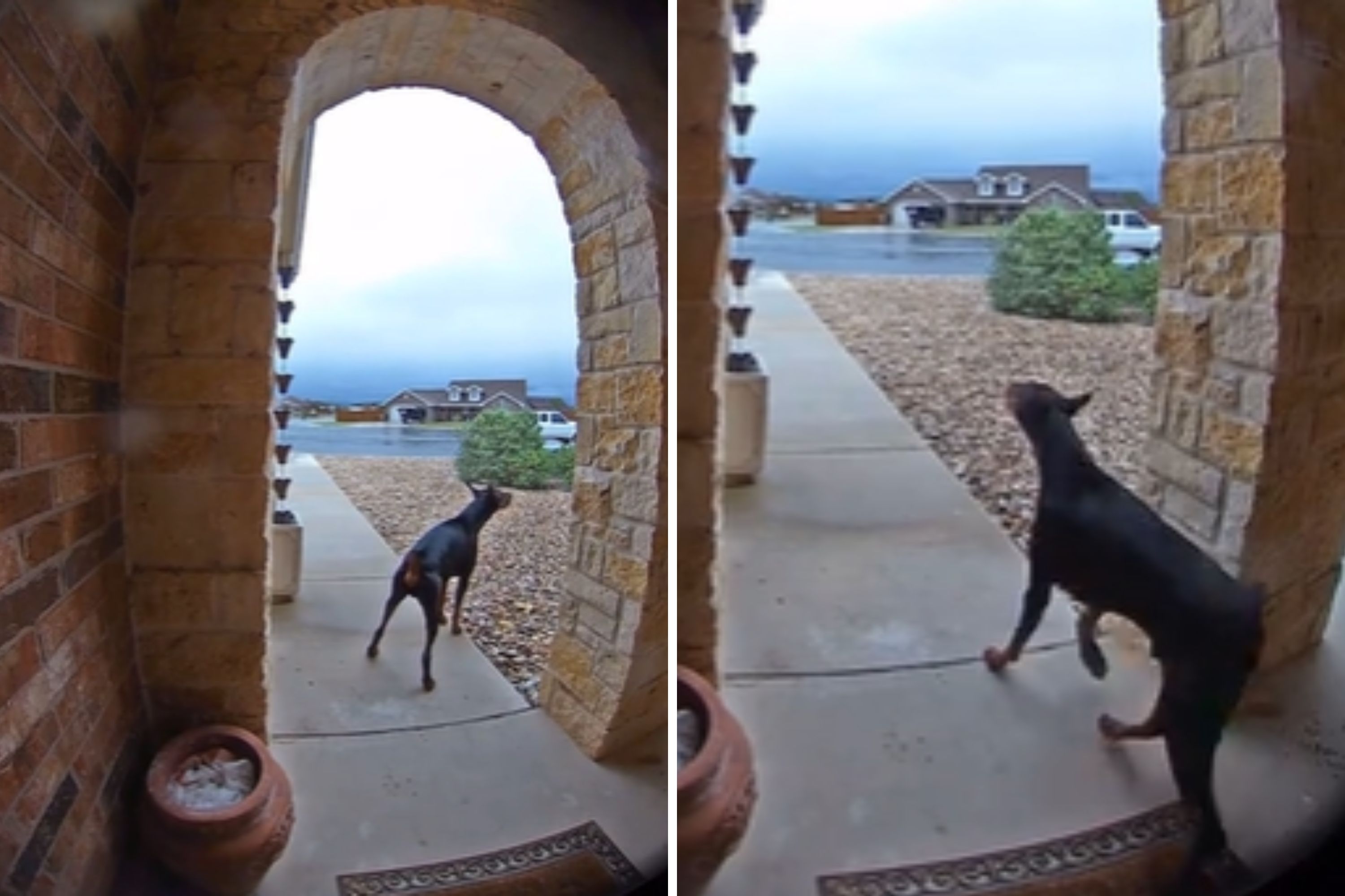 Hero Dog Getting Help to 'Save Grandpa's Life' Captured by Doorbell Cam