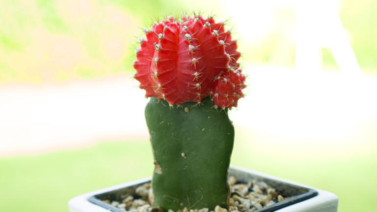 These Popular Cactuses Are Actually Two Grafted Species. Here's How To ...
