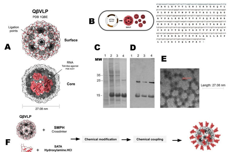 Next-generation COVID-19 vaccine presents promising results in mice