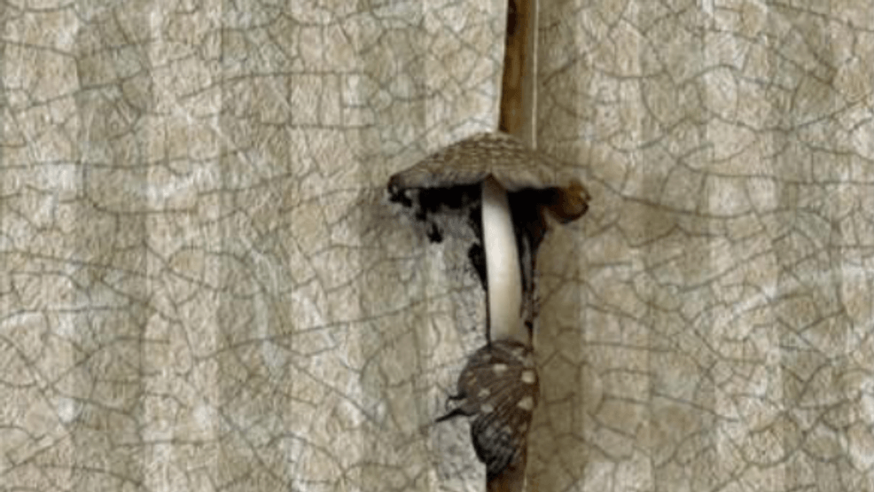 Lawsuit alleges students living in a 'toxic time bomb' inside OSU dorm ...