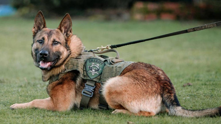 K9 Tito a 'pawsitive' addition to Lane County Sheriff's Office team