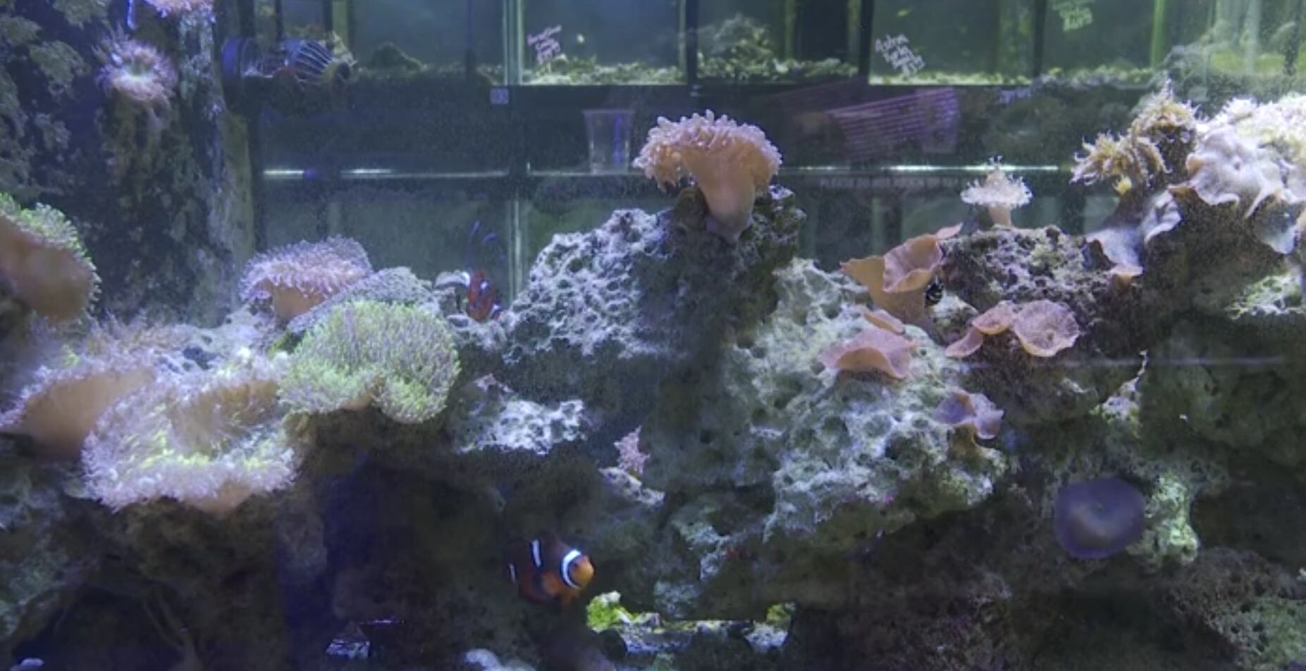 Local fish store experiences supply shortages because of natural disasters