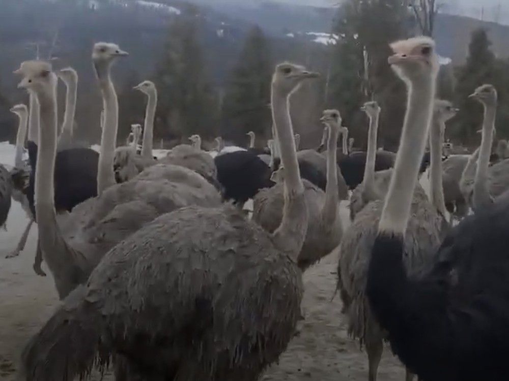 B.C. ostrich farm ordered to kill 400 birds after avian flu outbreak
